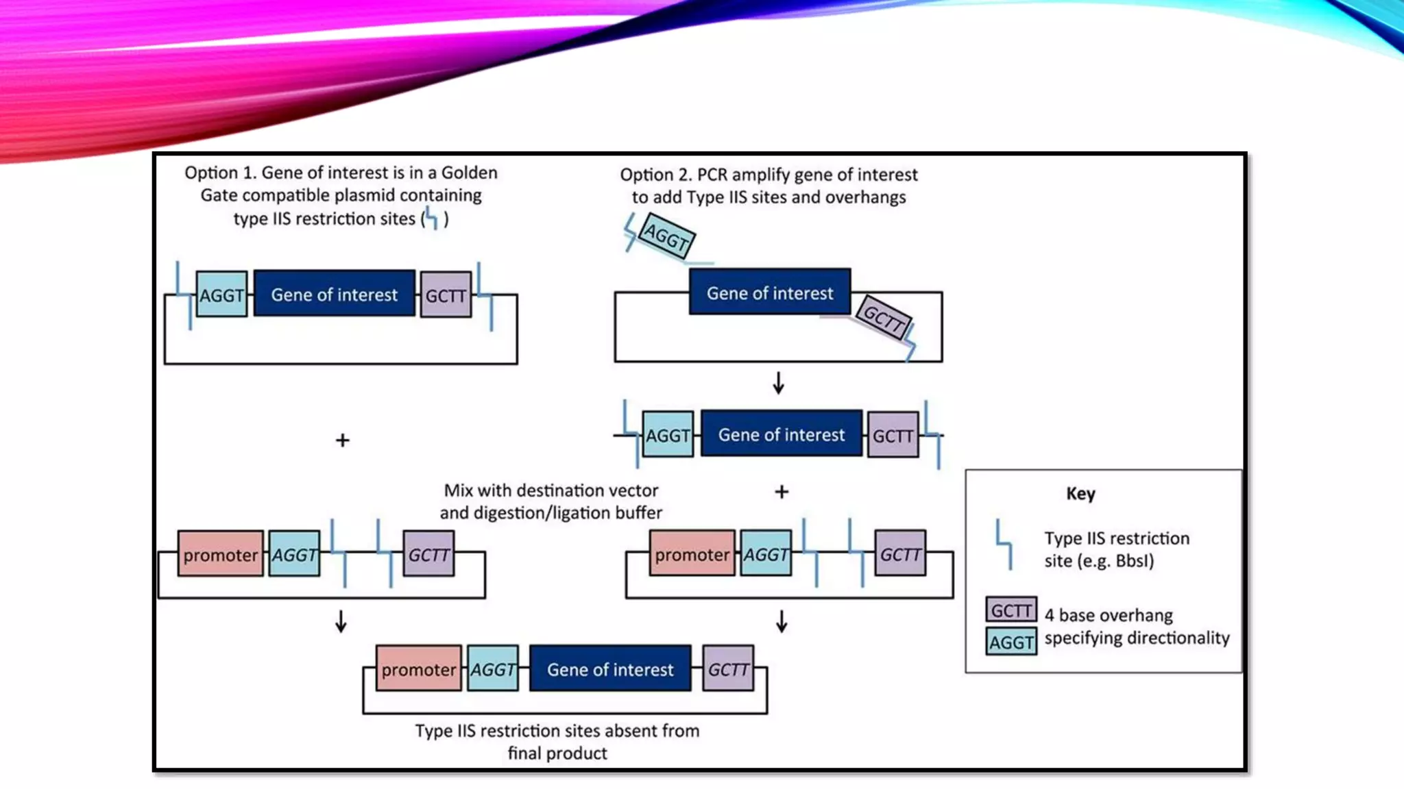 Cloning and types of cloning | PPTX