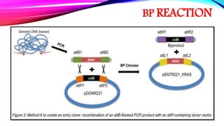 Cloning and types of cloning | PPTX