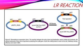 Cloning and types of cloning | PPTX | Biological Sciences | Science