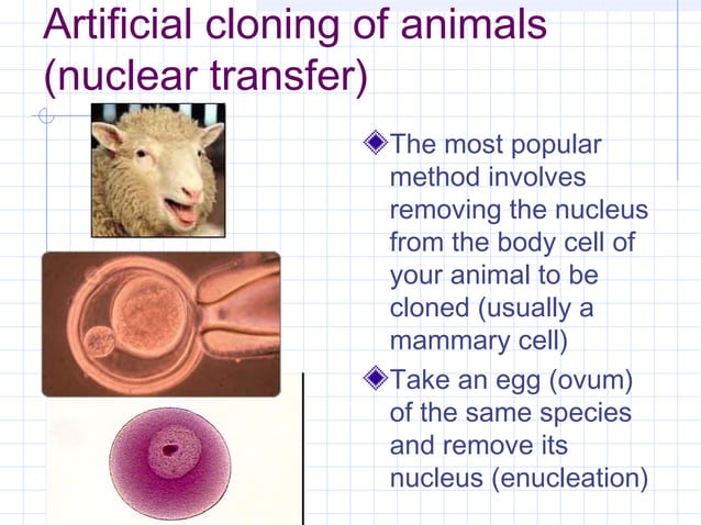 A2 Cloning animals | PPT