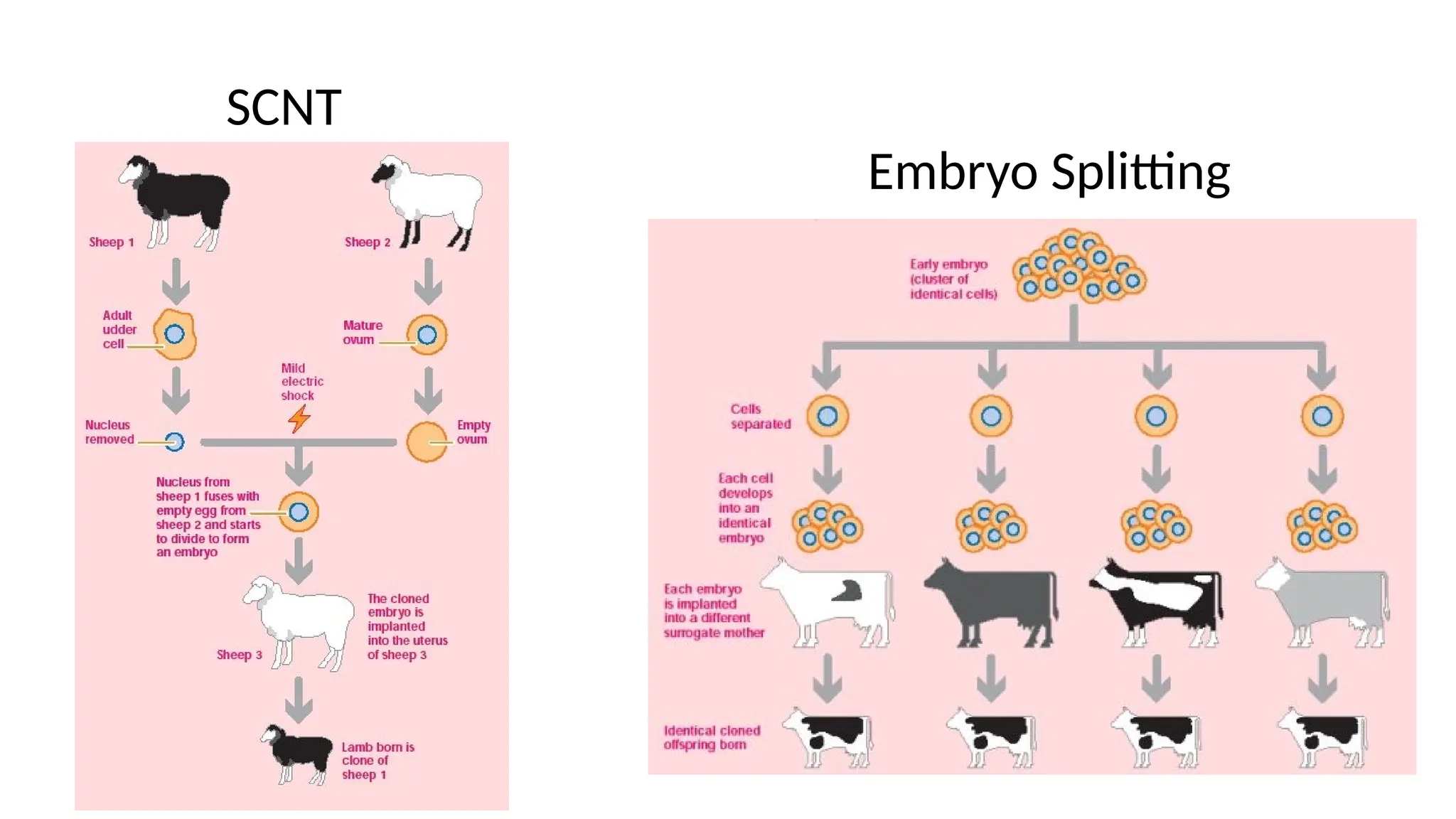 biology cloning processes DNA and the genes | PPT
