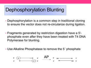 Cloning : DNA preparation | PPTX