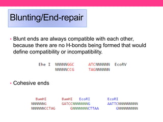 Cloning : DNA preparation | PPTX