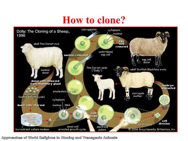 cloning_dolly.pptx