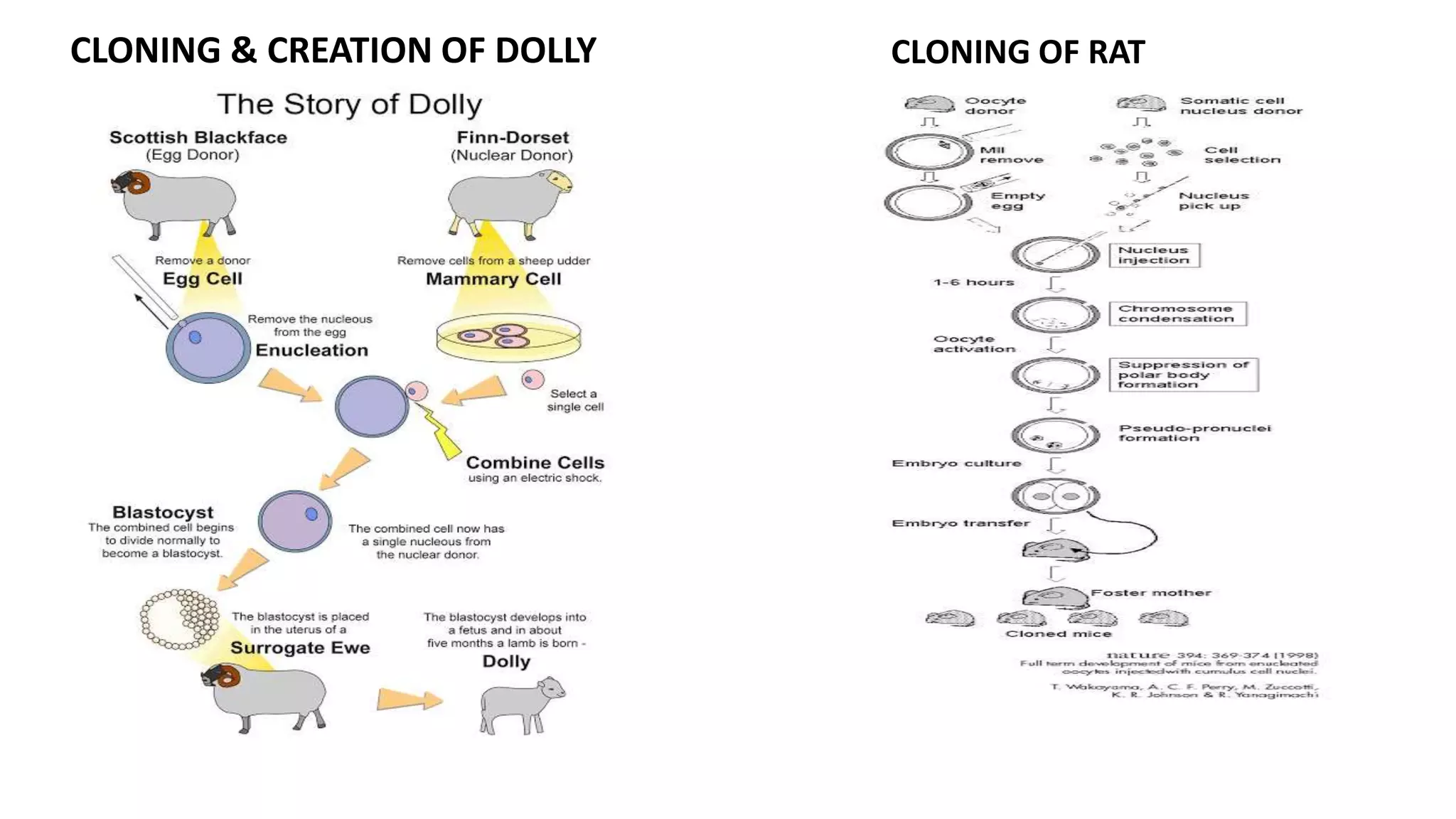 Cloning experiments in amphibians, mammals and human | PPTX