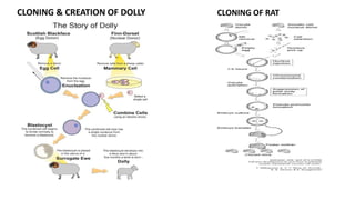 Cloning experiments in amphibians, mammals and human | PPTX