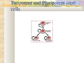 Cloning Humans | PPT