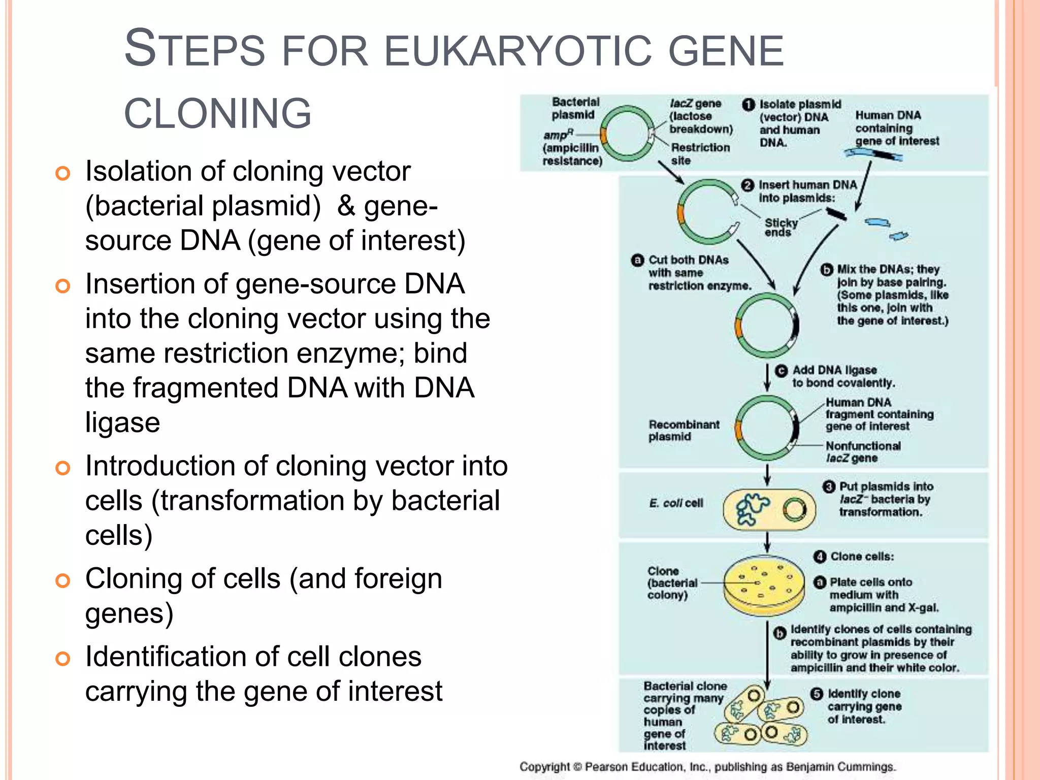 Cloning in eukaryotes | PPTX