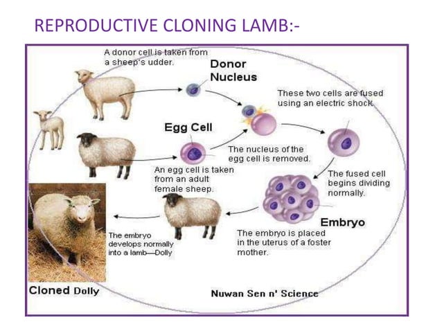 Cloning in mammals by nuclear transfer technique... | PPTX ...