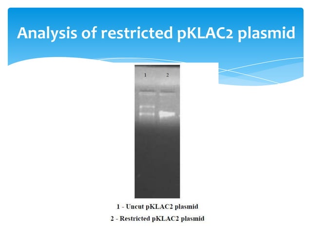 Cloning of candida antarctica lipase a gene in to kluveromyces lactis ...