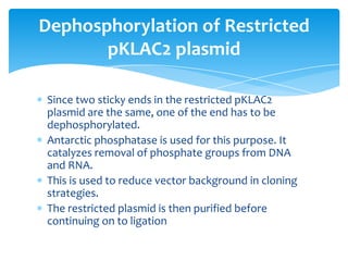 Cloning of candida antarctica lipase a gene in to kluveromyces lactis ...