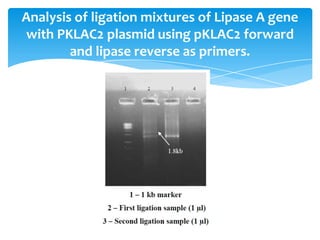 Cloning of candida antarctica lipase a gene in to kluveromyces lactis ...