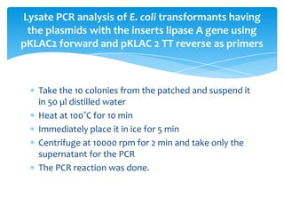 Cloning of candida antarctica lipase a gene in to kluveromyces lactis ...