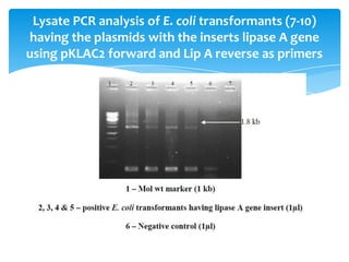 Cloning of candida antarctica lipase a gene in to kluveromyces lactis ...