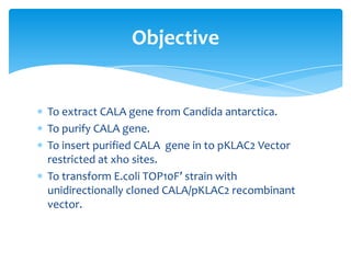 Cloning of candida antarctica lipase a gene in to kluveromyces lactis ...