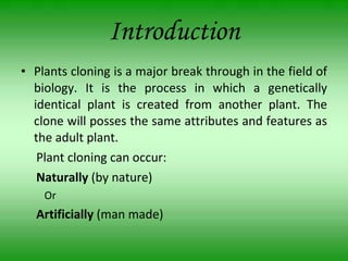 Cloning plants 03 | PPT
