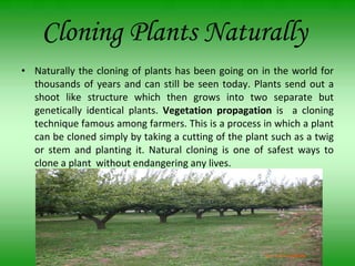 Cloning plants 03 | PPT