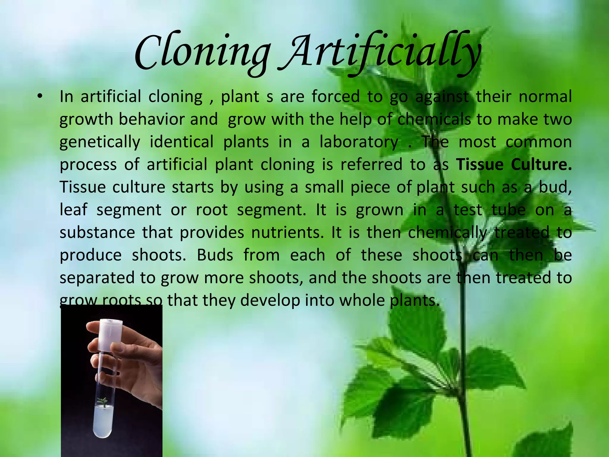 Cloning plants 03 | PPT