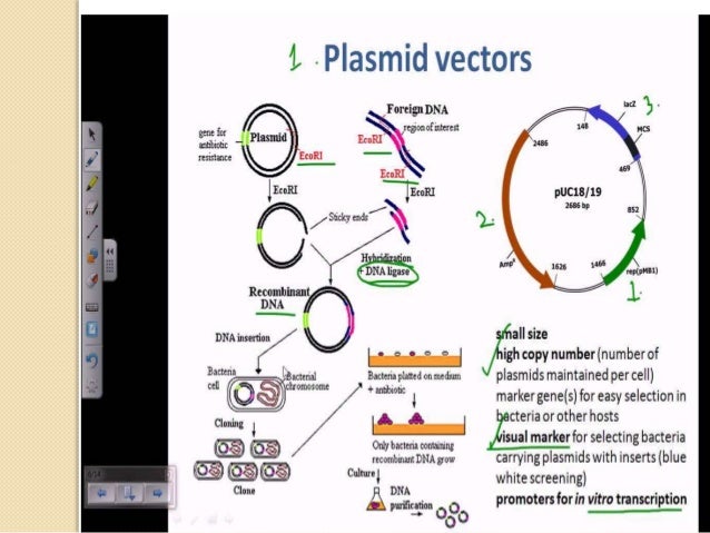 Cloning plasmid