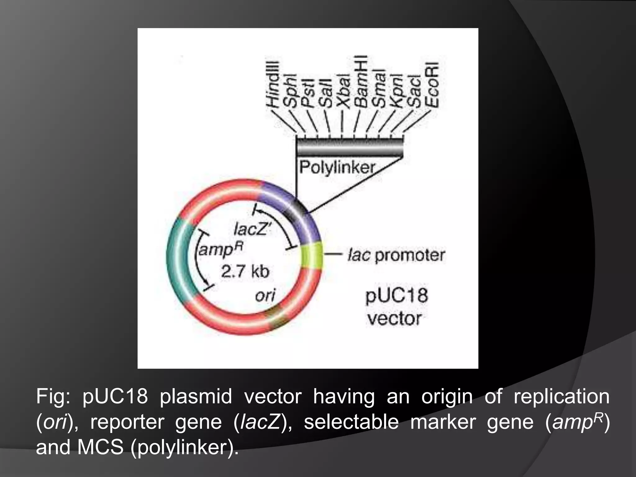Gene Cloning | PPTX