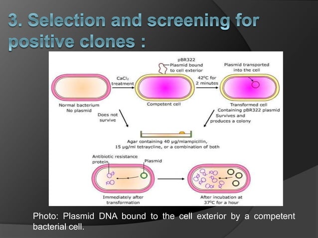 Gene Cloning | PPTX | Biological Sciences | Science
