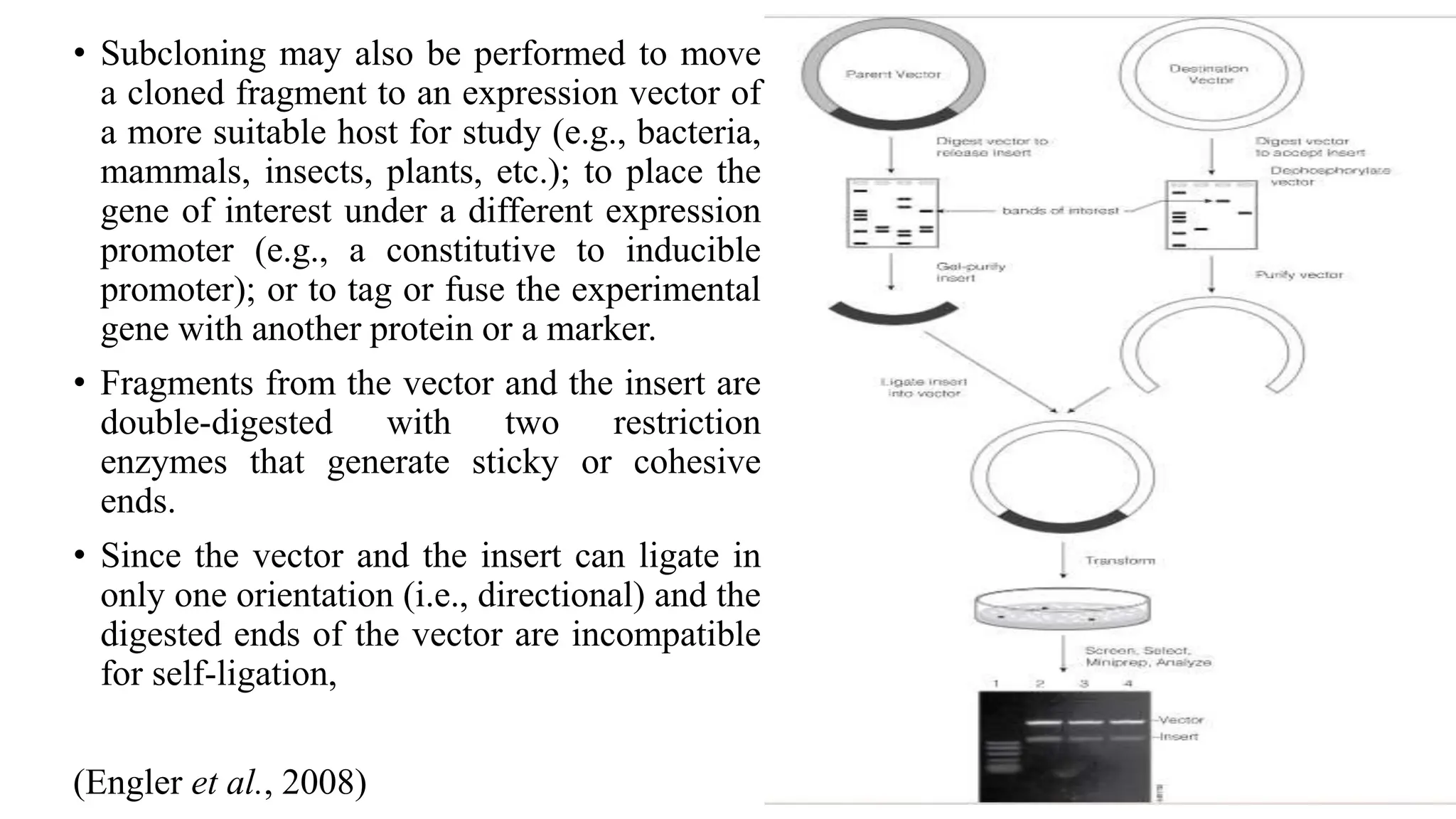 CLONING STRATEGIES eukaryotes and prokaryotes (2).pptx