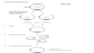 CLONING STRATEGIES eukaryotes and prokaryotes (2).pptx | Biotech and ...