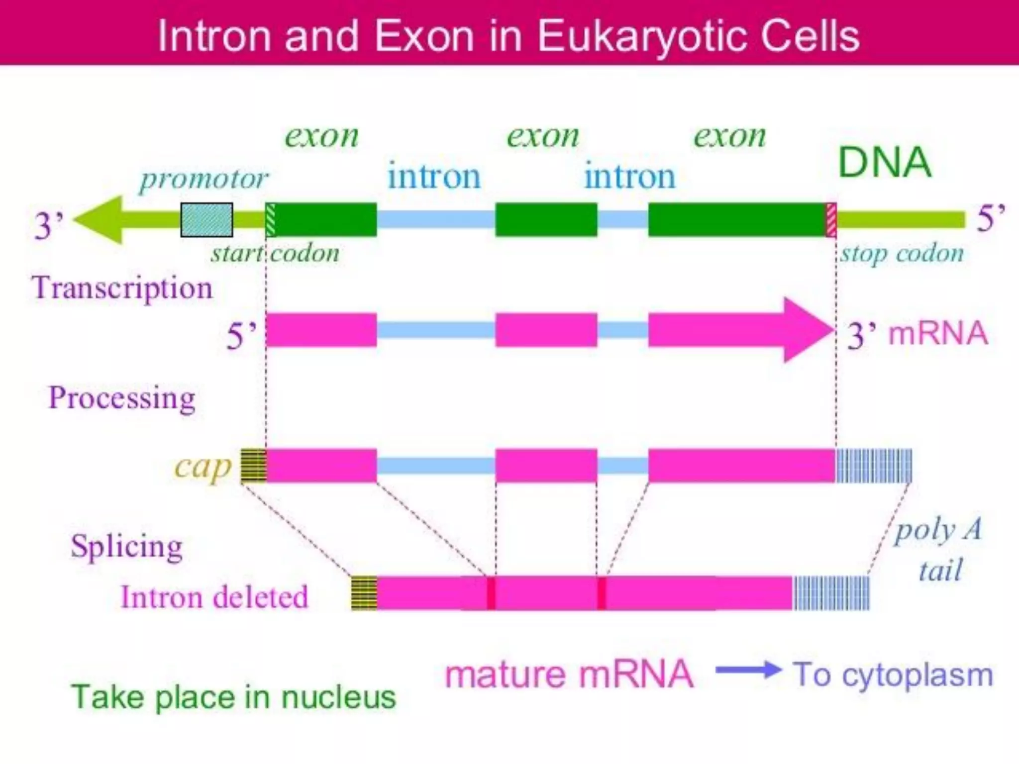 Cloning techniques | PDF