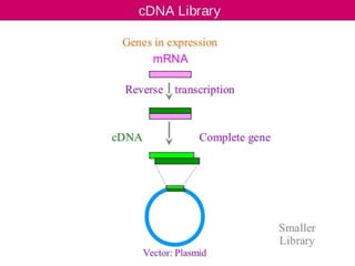 Cloning techniques | PDF