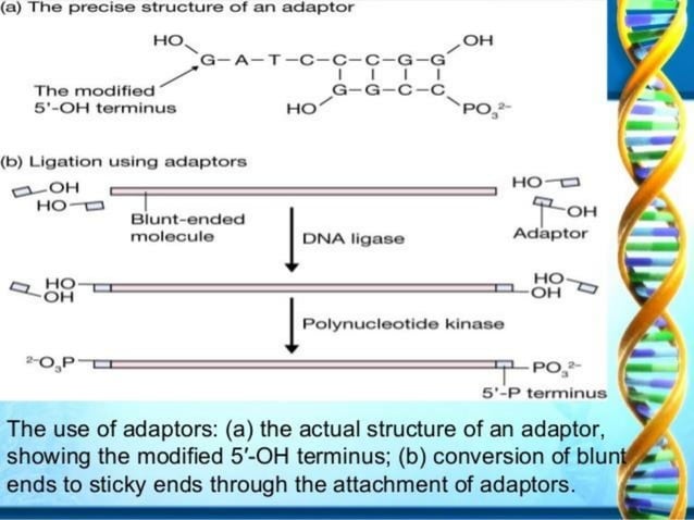 Cloning techniques | PDF