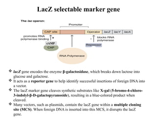 cloning vectors and plasmid vectors.pptx