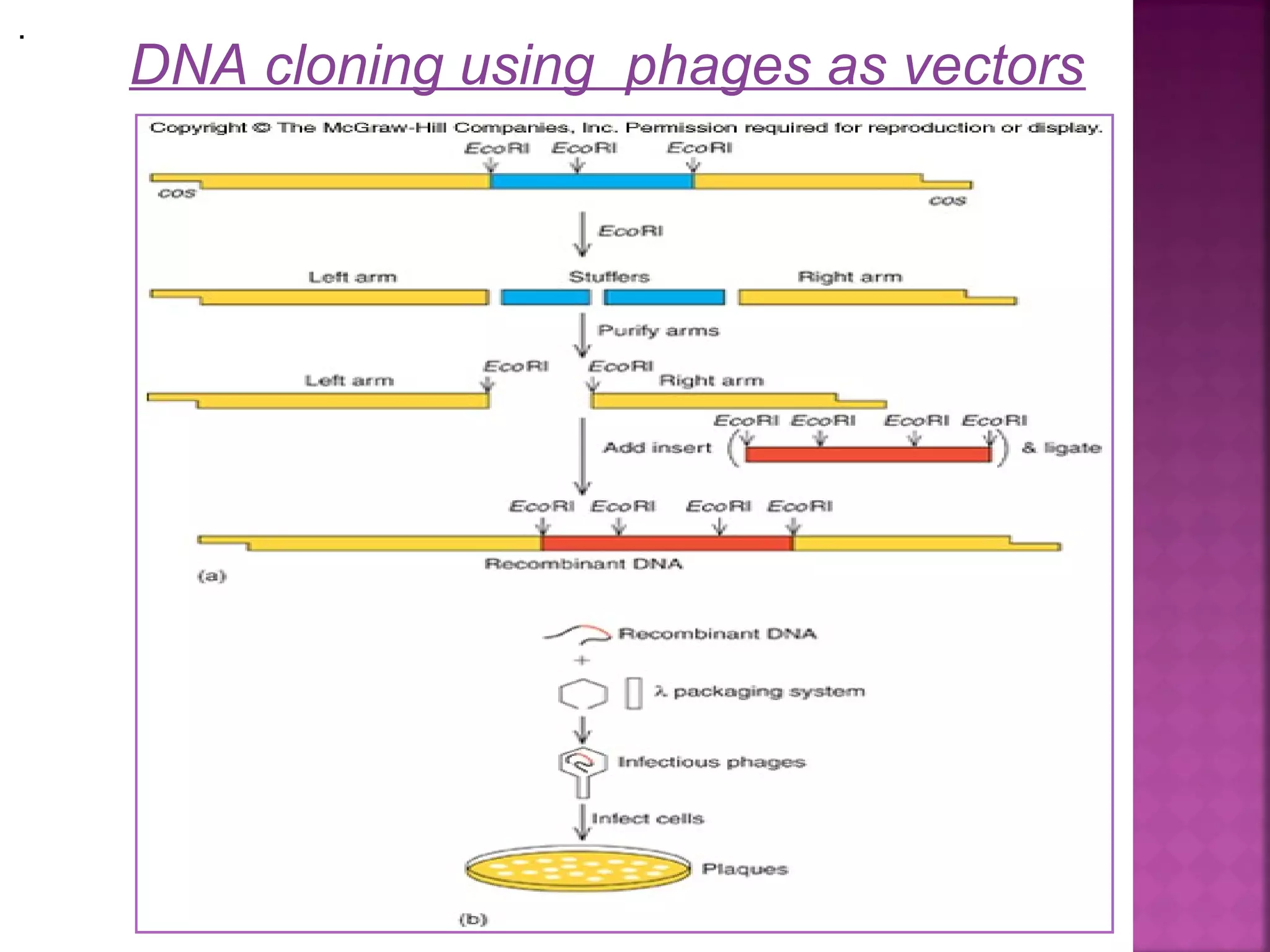 Cloning vectors | PPT
