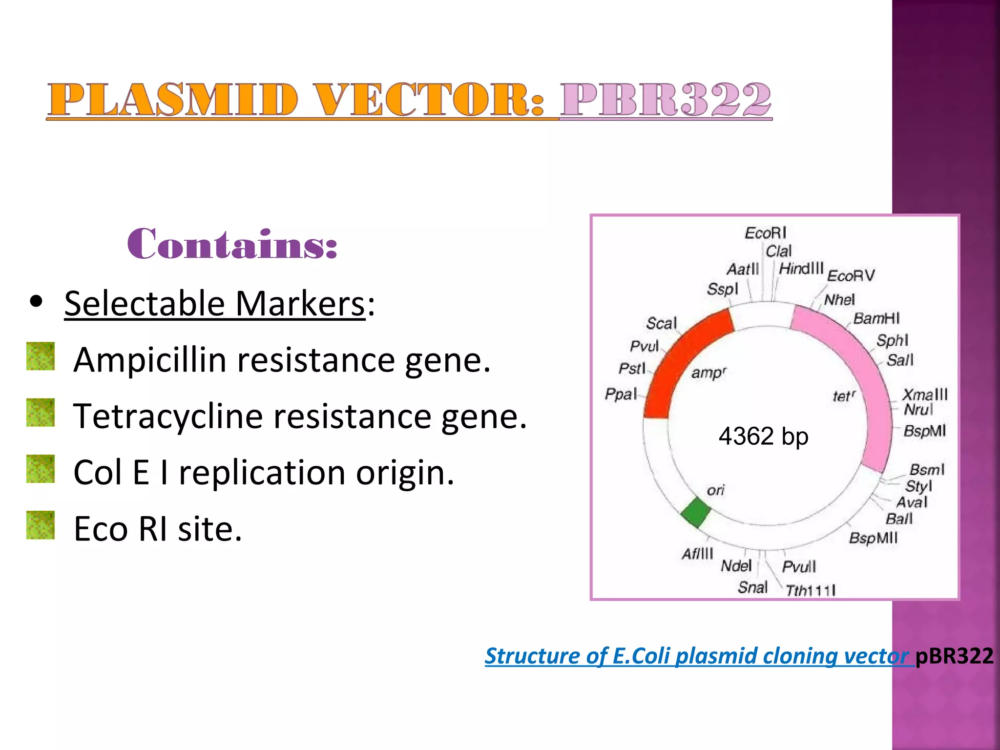 Cloning vectors | PPT