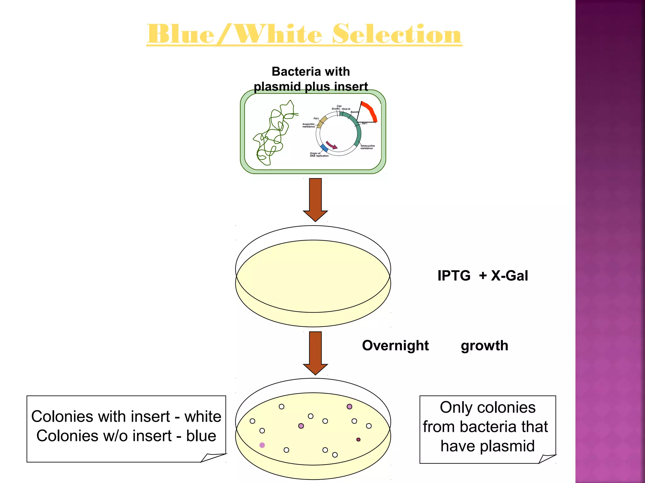 Cloning vectors | PPT