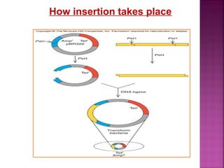 Cloning vectors | PPT