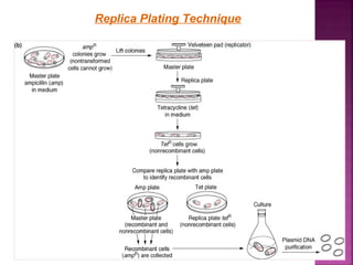 Cloning vectors | PPT
