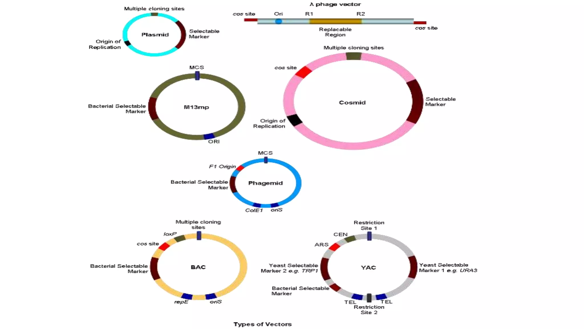 Cloning vectors | PPTX