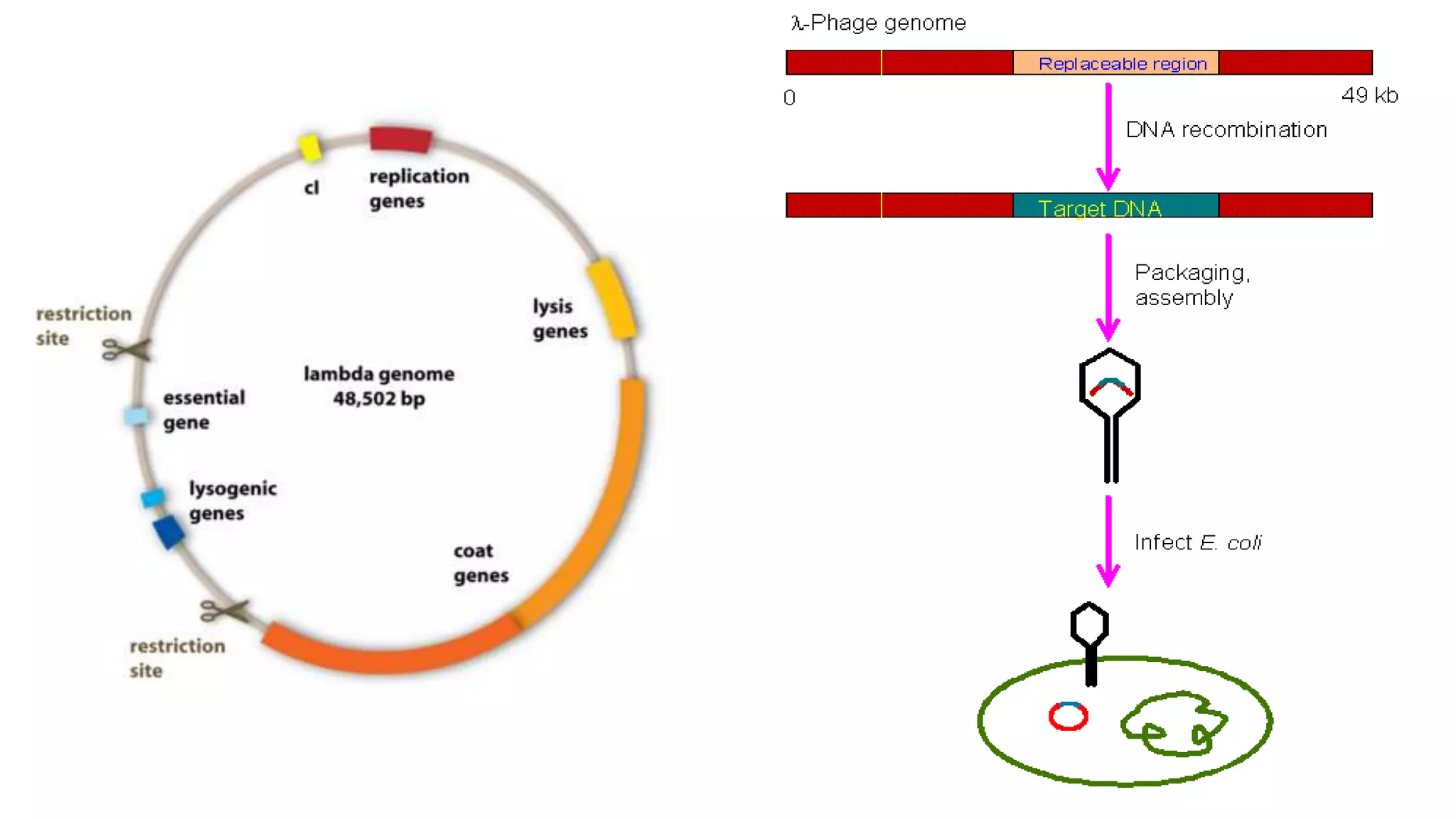 Cloning vectors | PPTX