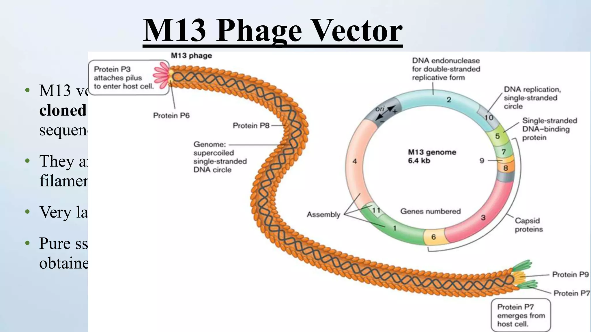 Cloning vectors | PPTX