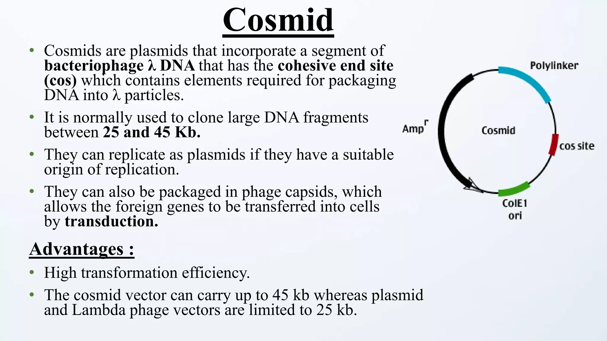 Cloning vectors | PPTX