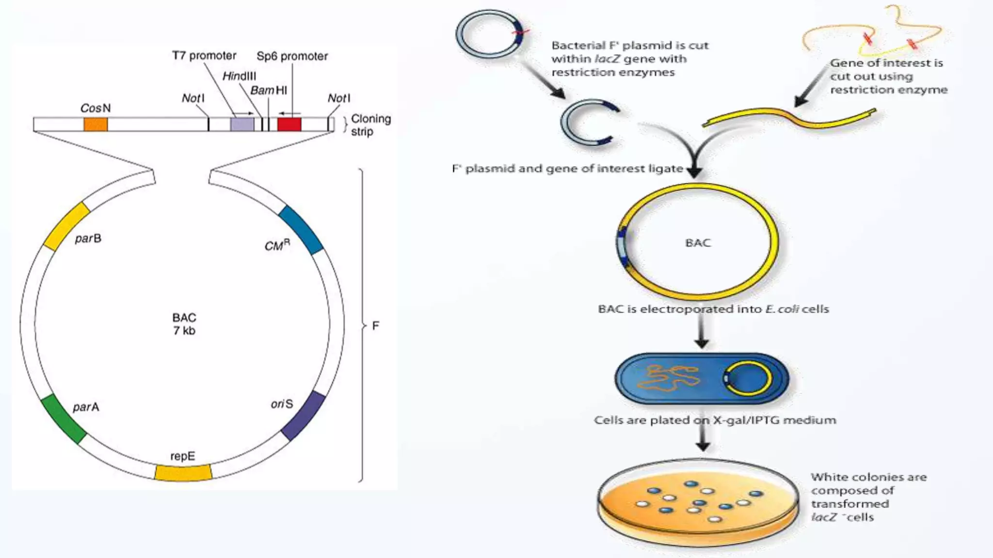 Cloning vectors | PPTX