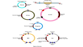Cloning vectors | PPTX