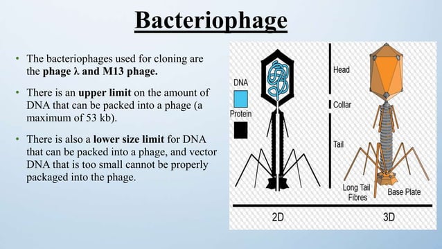 Cloning vectors | PPTX