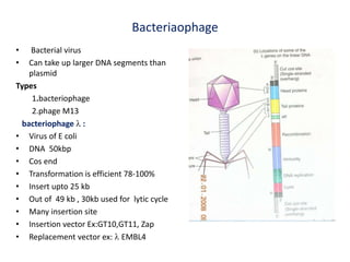 Cloning vectors | PPT