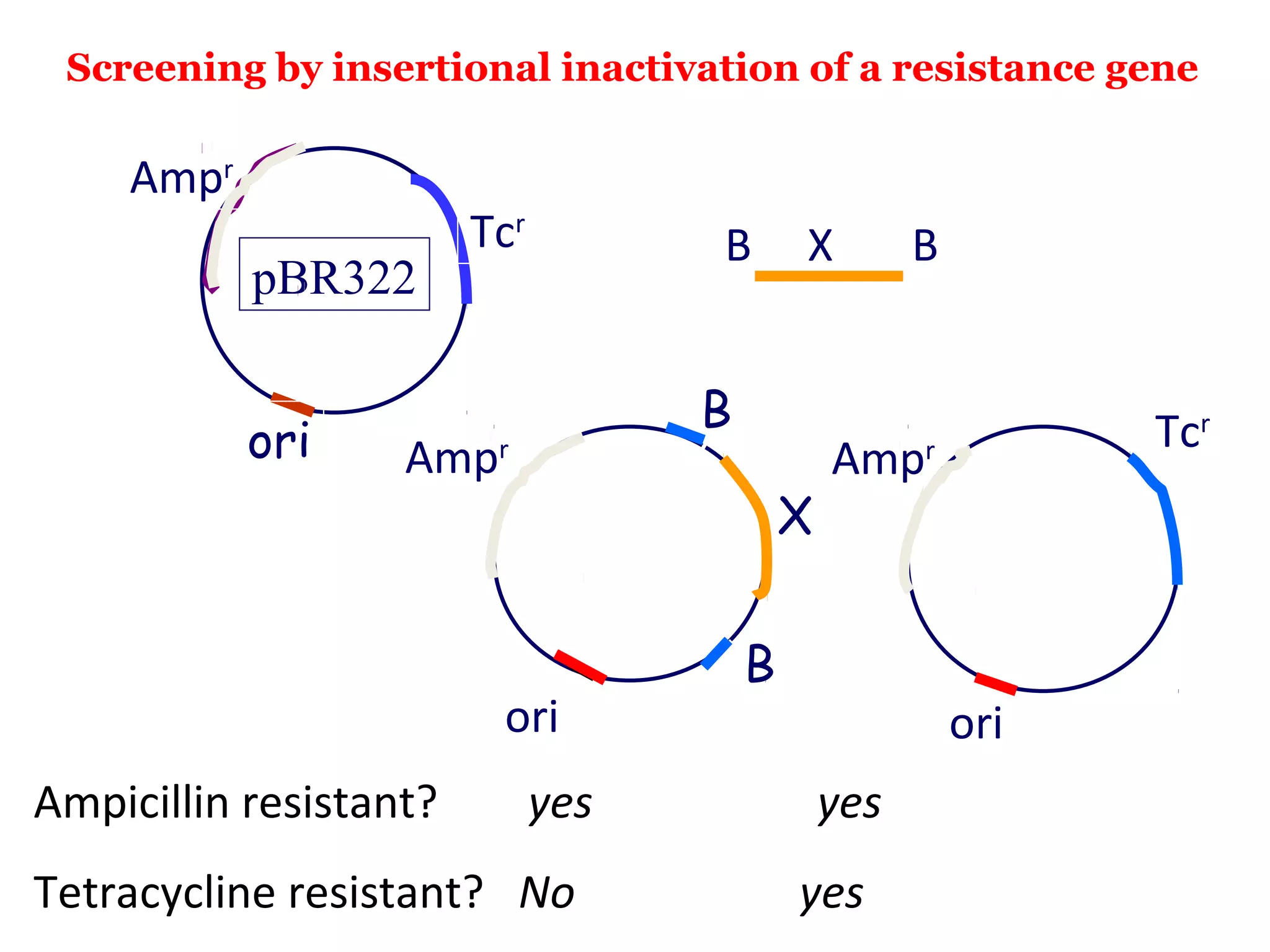 Cloning vectors | PPT