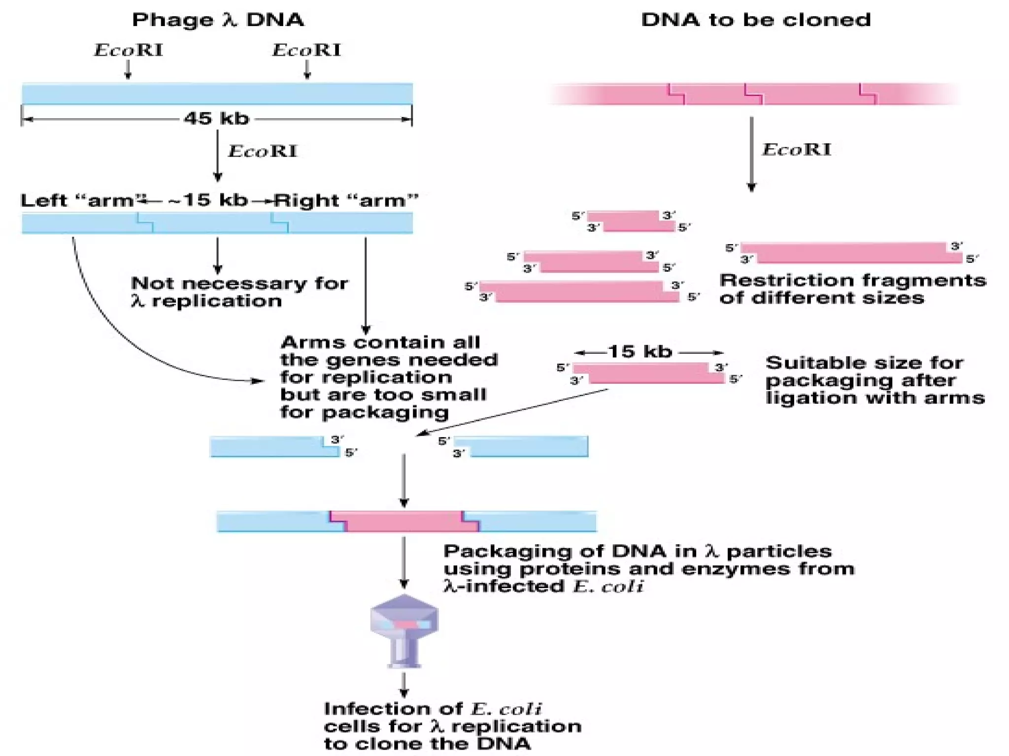 Cloning vectors | PPT