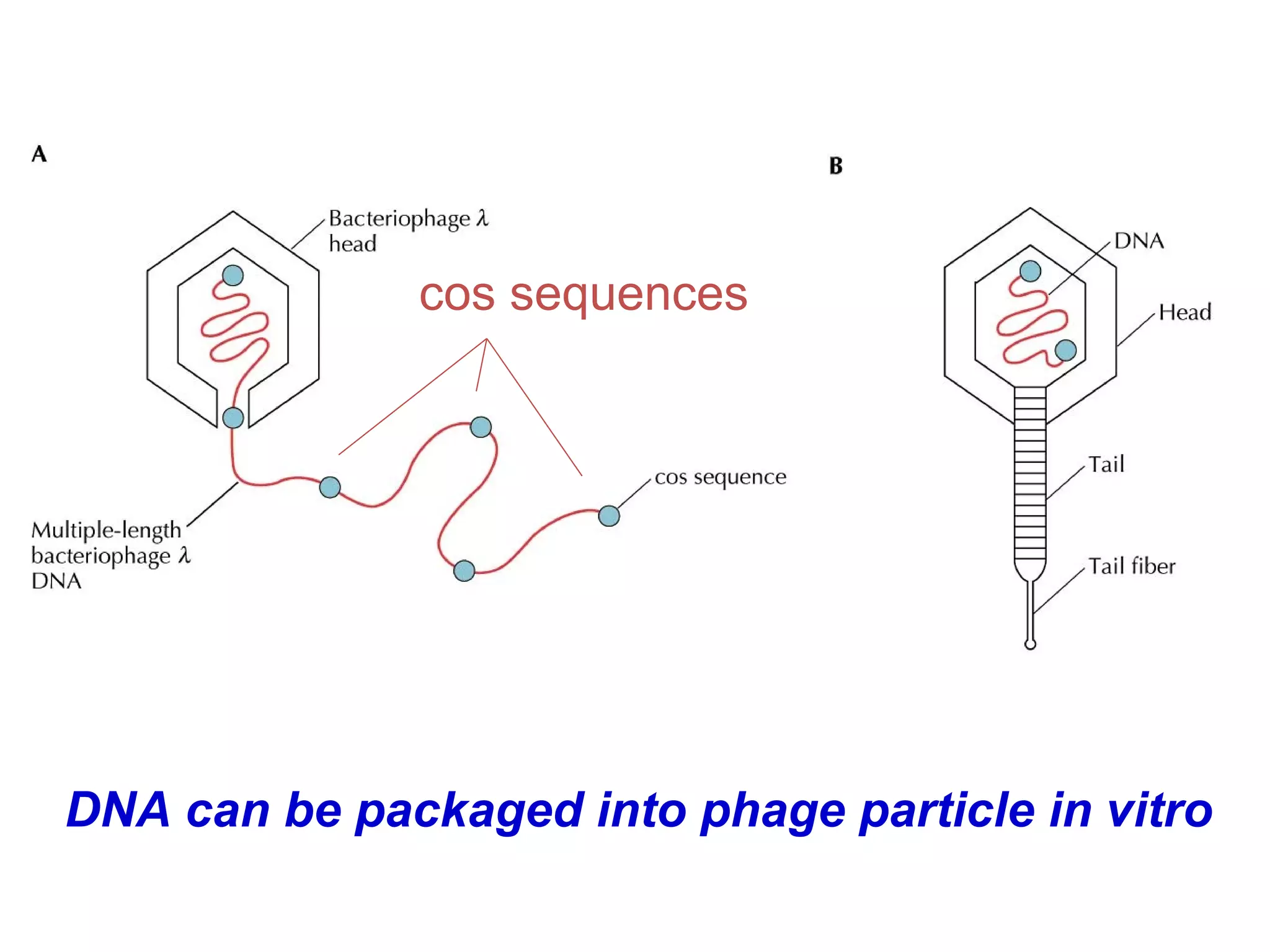 Cloning vectors | PPT