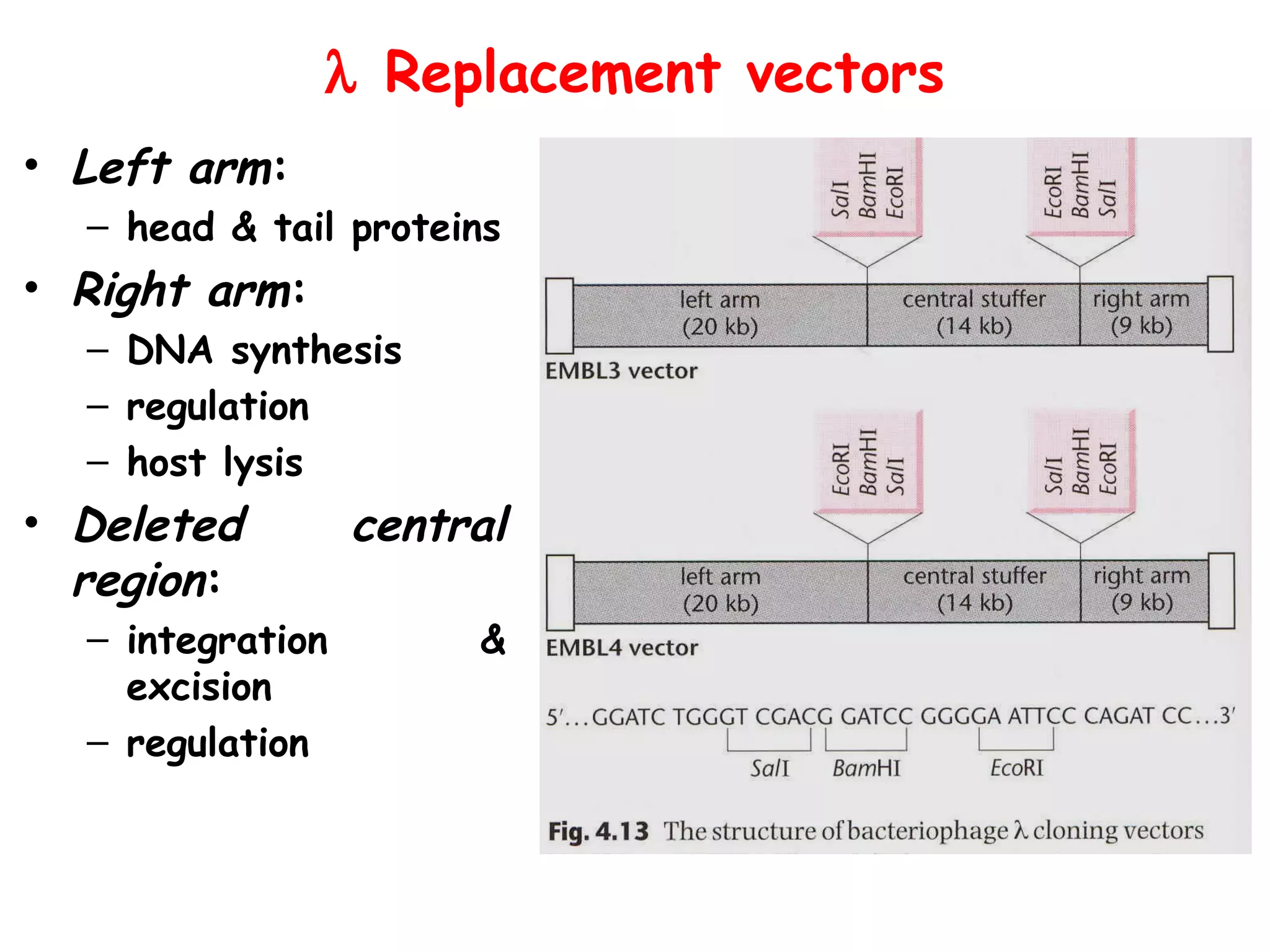 Cloning vectors | PPT