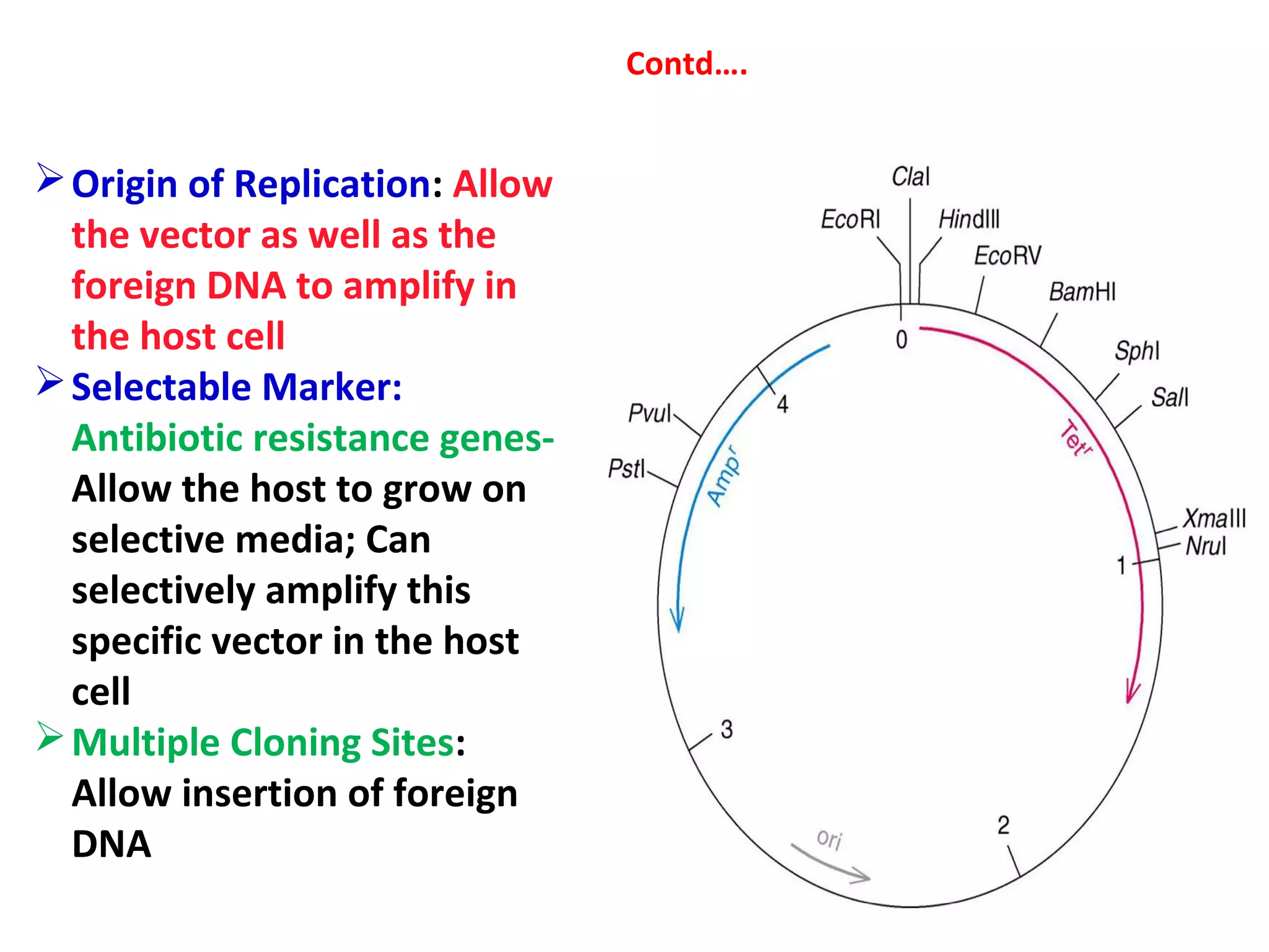 Cloning vectors | PPT