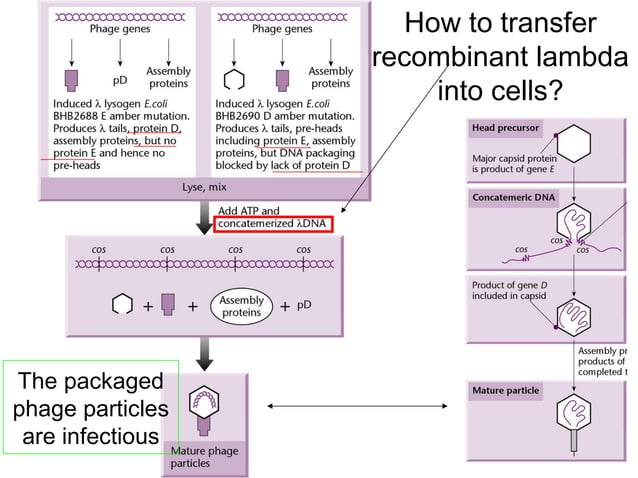Cloning vectors | PPT